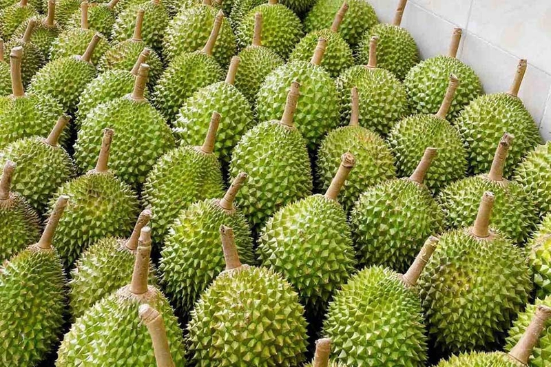 Sầu Musaking: Vua của các loại sầu riêng với hương vị đậm đà khó quên