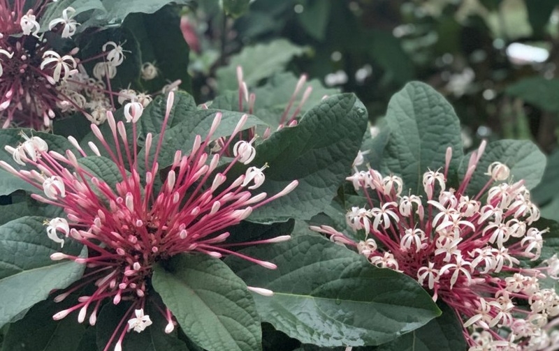 Starburst bush là hoa gì? Đặc điểm và ý nghĩa của cây pháo bông