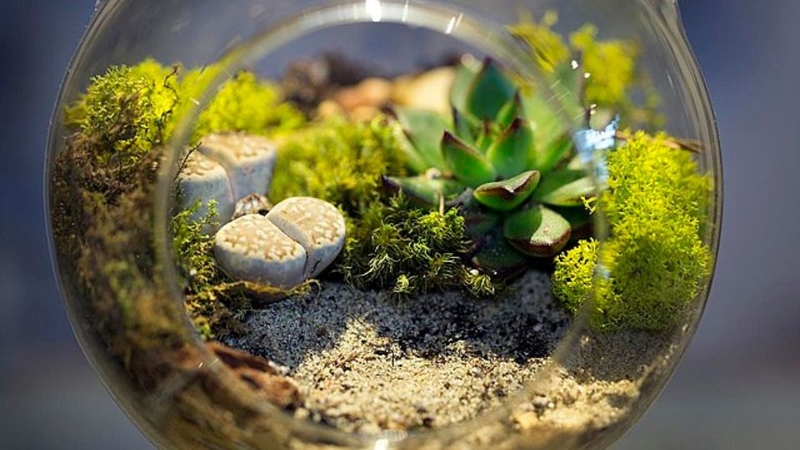 Terrarium là gì? Gợi ý những loại Terrarium đẹp, độc đáo