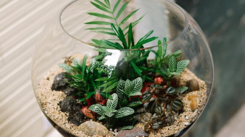 Terrarium là gì? Gợi ý những loại Terrarium đẹp, độc đáo