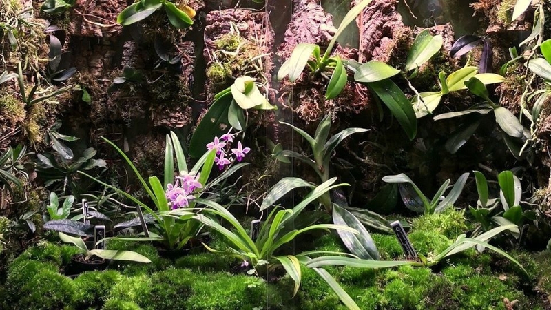 Terrarium là gì? Gợi ý những loại Terrarium đẹp, độc đáo