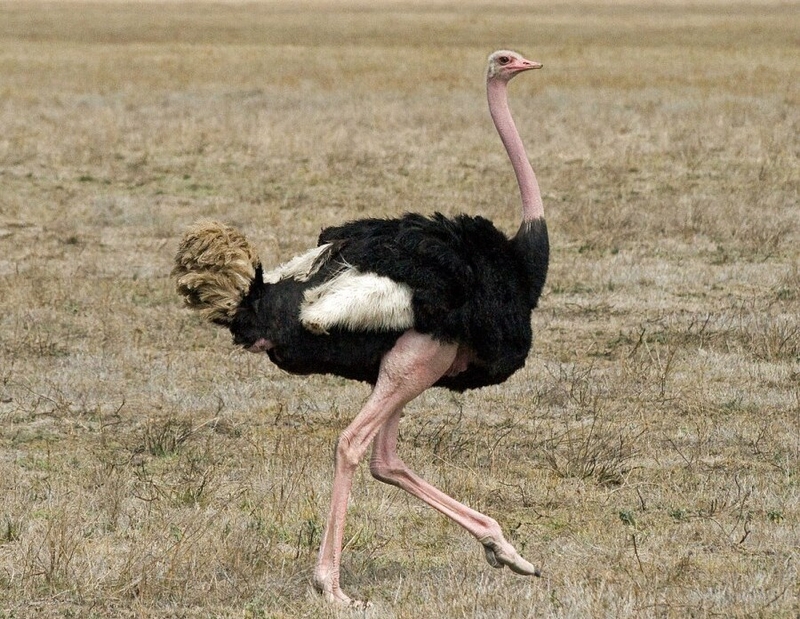 Thịt đà điểu: Đặc điểm, giá trị dinh dưỡng và gợi ý các món ngon