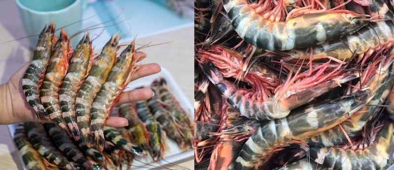 Tôm sắt biển là tôm gì, đặc điểm nhận dạng và những món ngon