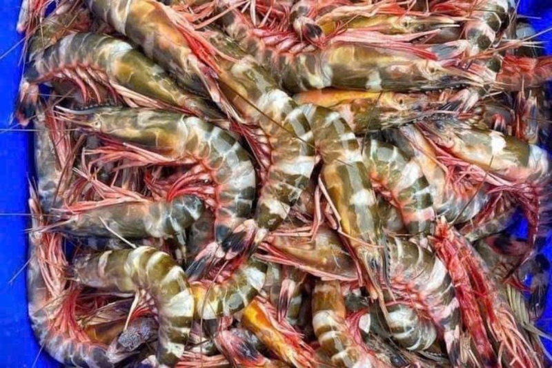 Tôm sắt biển là tôm gì, đặc điểm nhận dạng và những món ngon