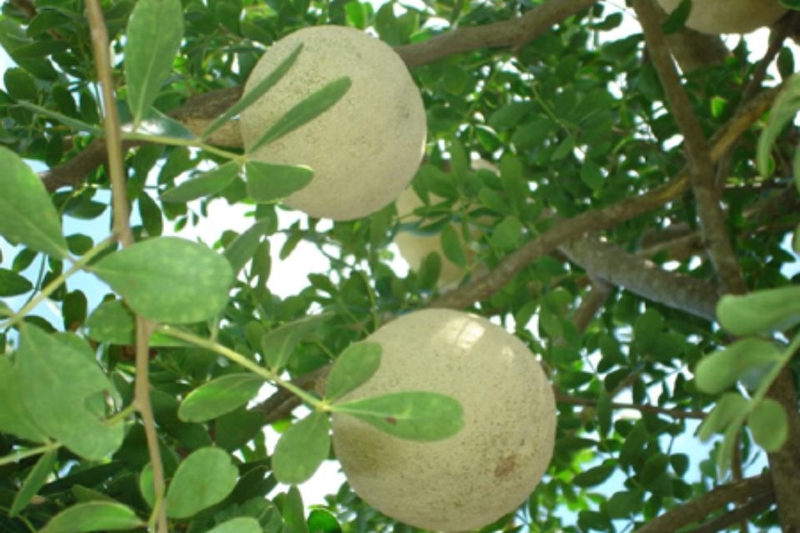 Trái quách là gì? Lợi ích sức khỏe tuyệt vời của loại quả này