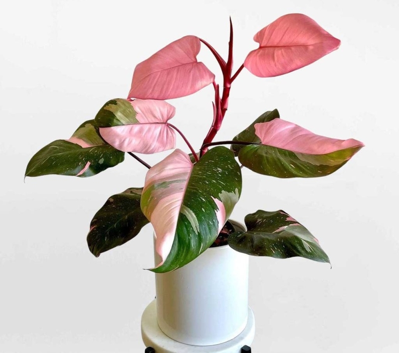 Cây trầu bà có ý nghĩa gì? Tổng hợp 20 loại trầu bà phổ biến