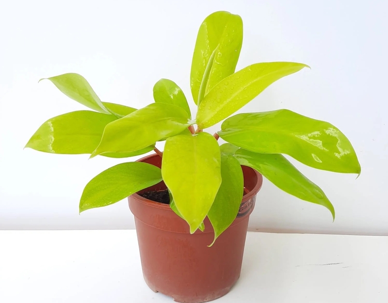 Cây trầu bà có ý nghĩa gì? Tổng hợp 20 loại trầu bà phổ biến