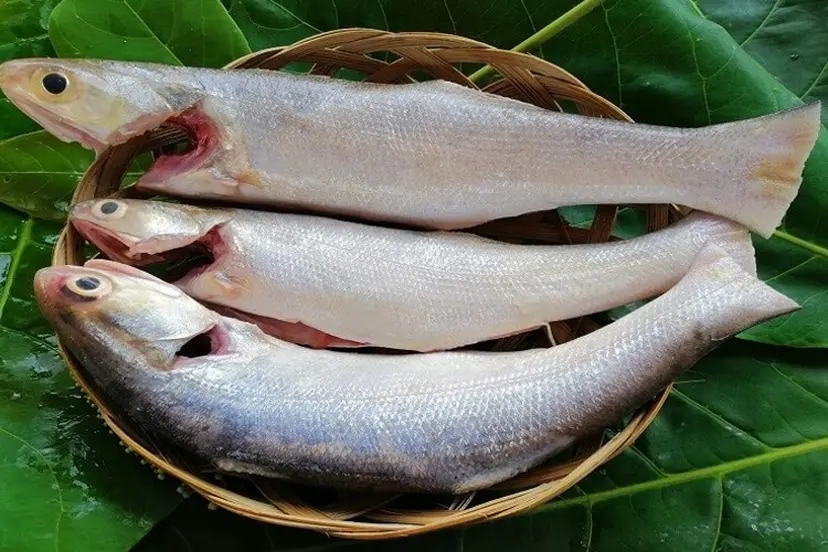 Tìm hiểu cá chét: Đặc điểm, giá trị dinh dưỡng và cách chế biến