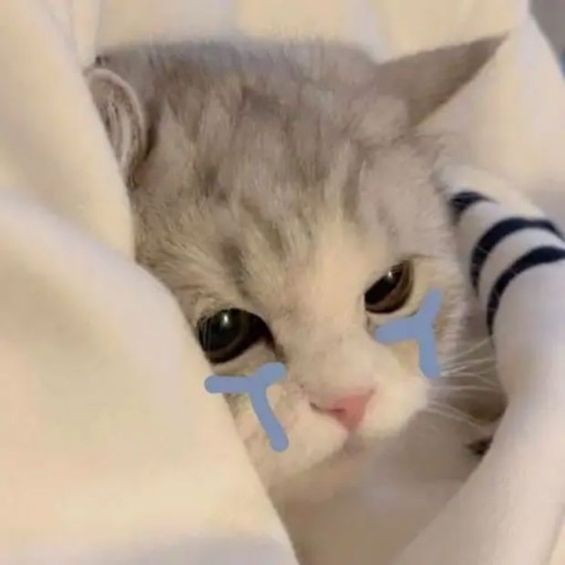 Kho ảnh mèo cute, dễ thương, hài hước để làm avatar hay hình nền