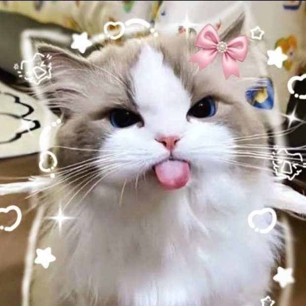 Kho ảnh mèo cute, dễ thương, hài hước để làm avatar hay hình nền