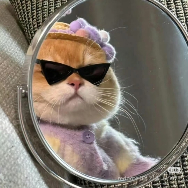 Kho ảnh mèo cute, dễ thương, hài hước để làm avatar hay hình nền