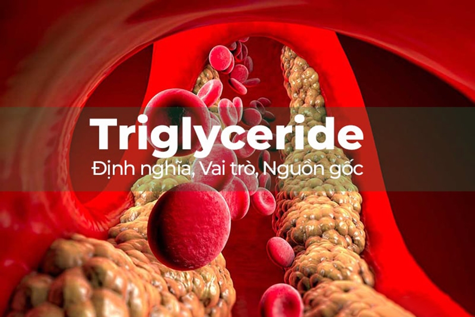 Chỉ số Triglyceride là gì? Hiểu rõ về chất béo trung tính và ý nghĩa ...