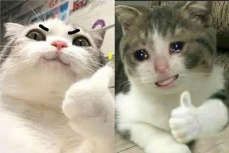 Cười vỡ bụng với bộ sưu tập meme giơ tay siêu hài hước: Bạn đã xem hết ...