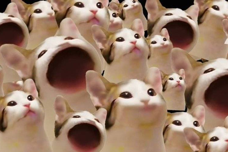 Pop Cat là gì? Lý do tại sao cộng đồng chơi game lại thích?