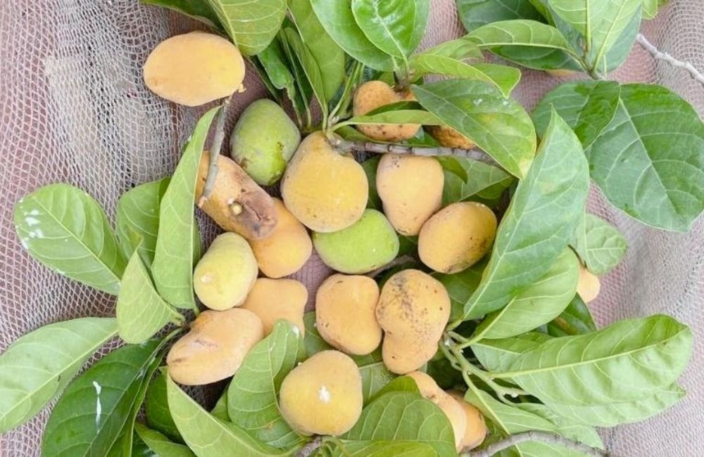 Quả chay là gì? Công dụng và cách ăn quả chay thế nào?