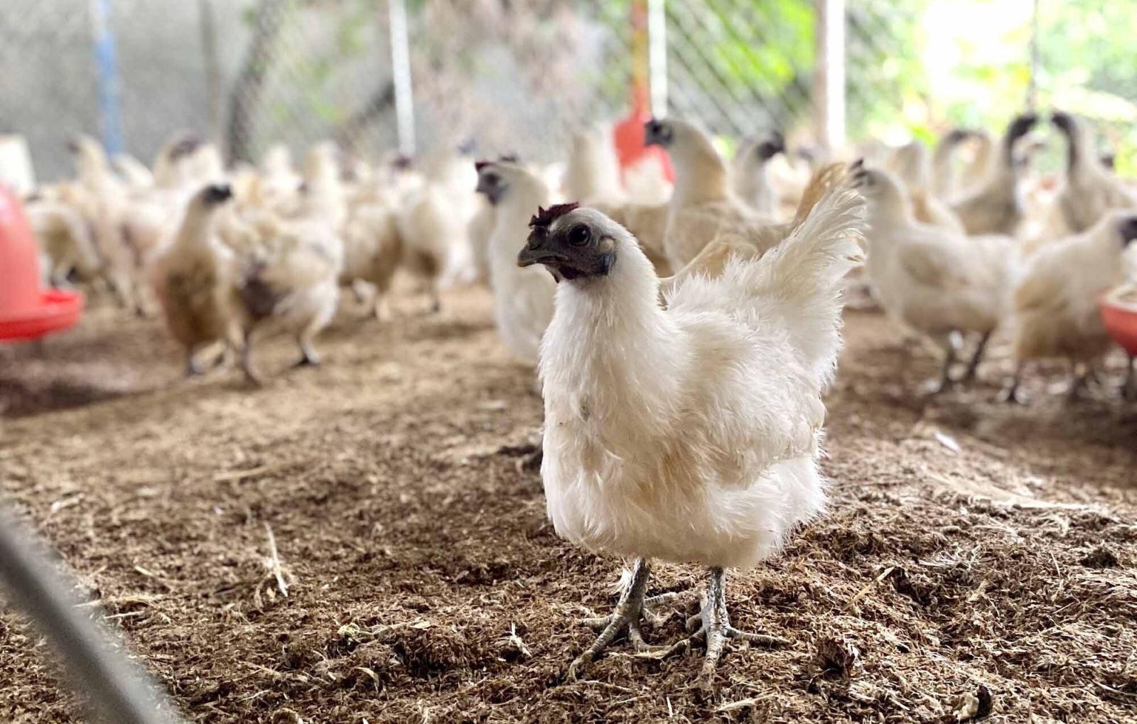 Tất tần tật về gà ác: Nguồn gốc, giá bán, nơi mua và các món ngon