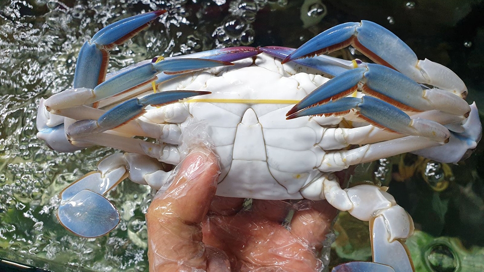 Cách luộc ghẹ ngon, ngọt, ghẹ không bị rụng càng mà bạn nên biết