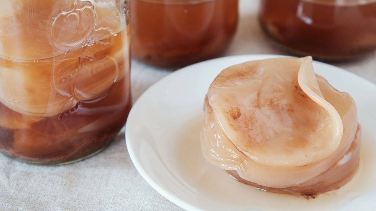 SCOBY là gì? 6 bước nuôi SCOBY và 5 bước làm trà Kombucha