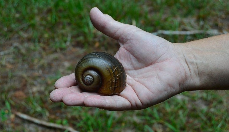 Ốc bươu vàng là ốc gì? Nguồn gốc ở đâu? Giá bán bao nhiêu 1kg?