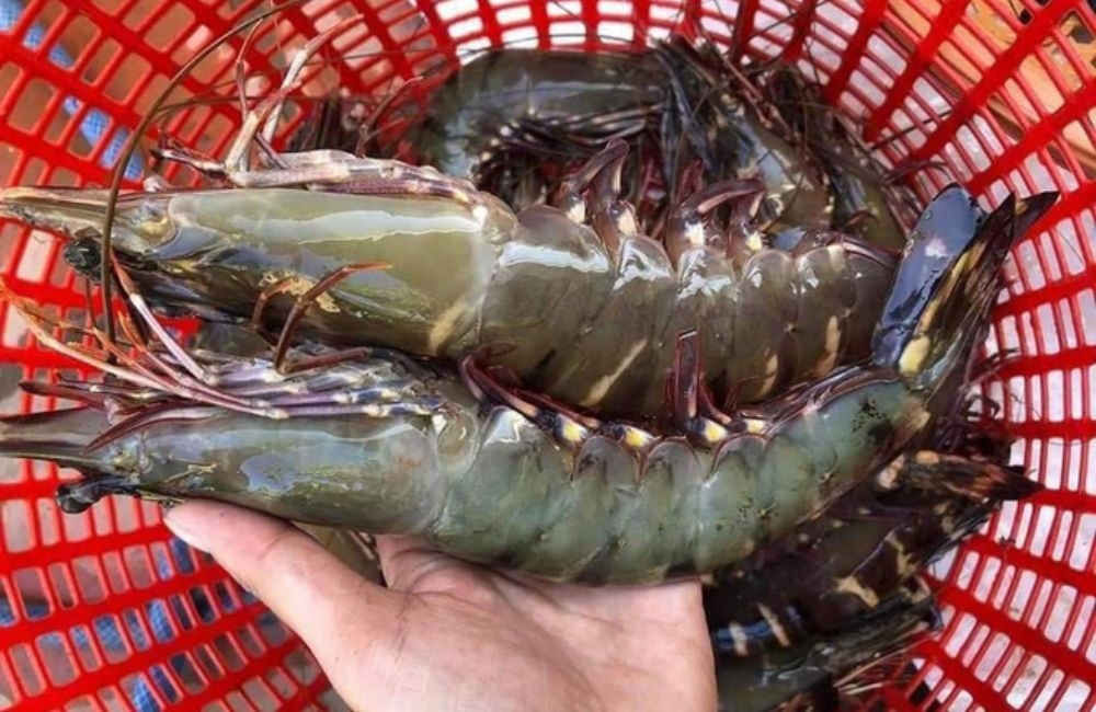 Tôm sú là tôm gì? Cùng khám phá chi tiết từ A-Z về tôm sú