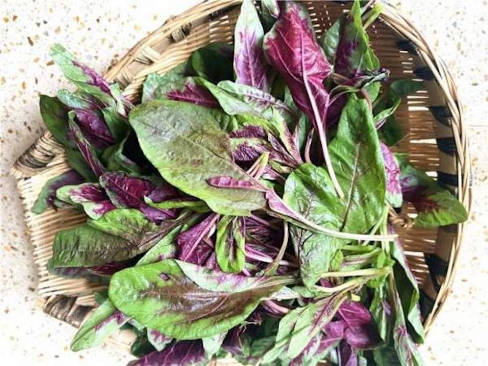 Cách nhặt rau dền nhanh chóng, đúng cách không bị xơ và già