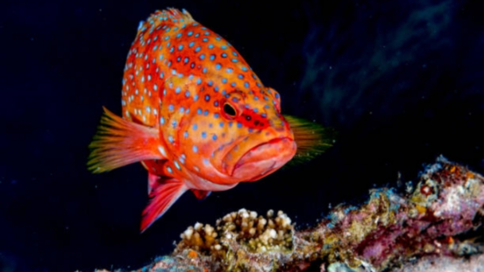 Cá mú làm món gì ngon? 8 món không nên bỏ qua