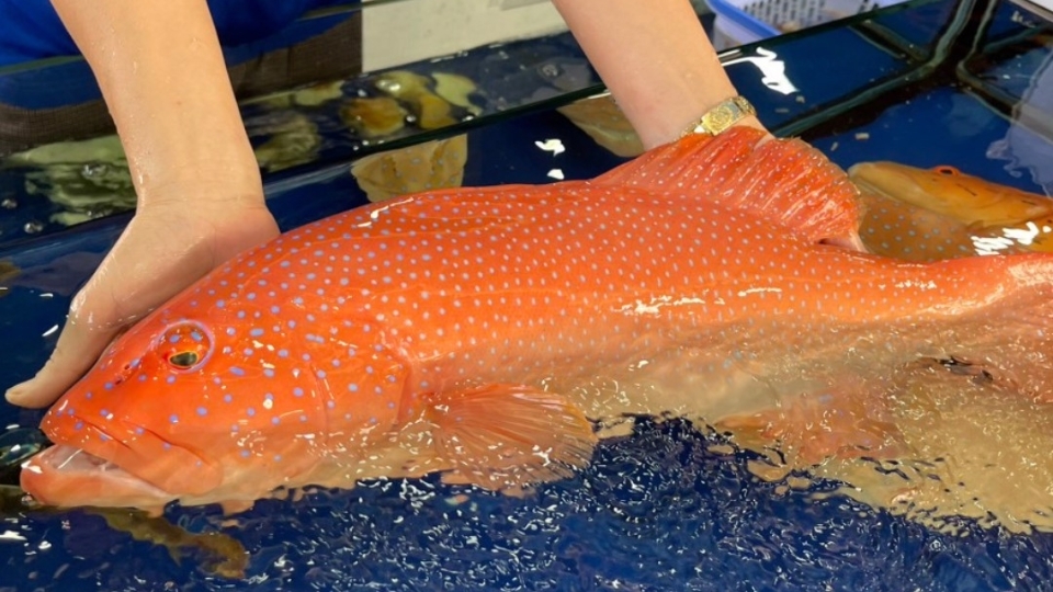 Cá mú làm món gì ngon? 8 món không nên bỏ qua