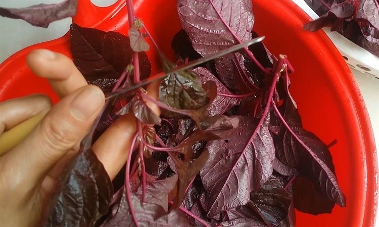 02 cách nấu canh rau dền ngọt ngon, thanh mát cho gia đình