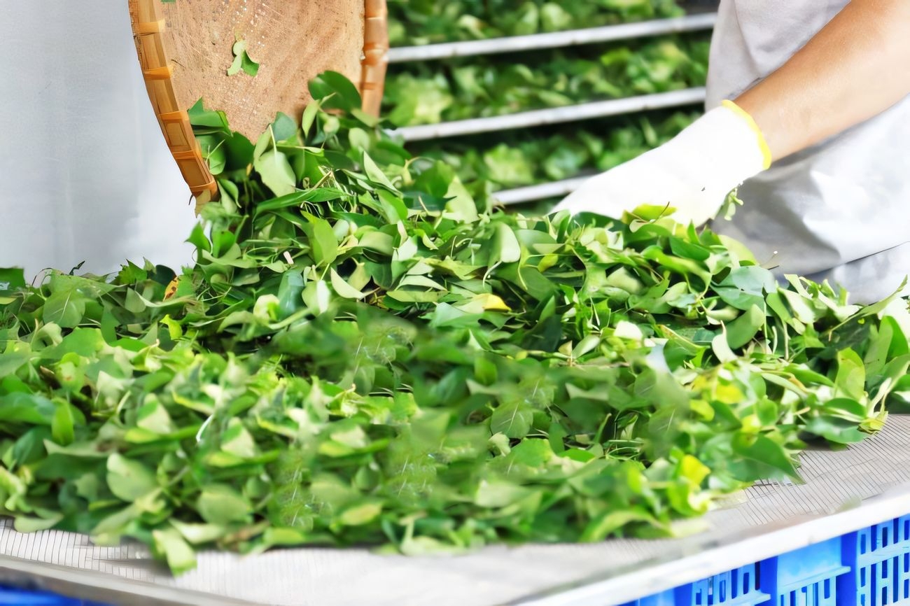 Lá giang là lá gì? 6 món ngon từ lá giang và những lưu ý