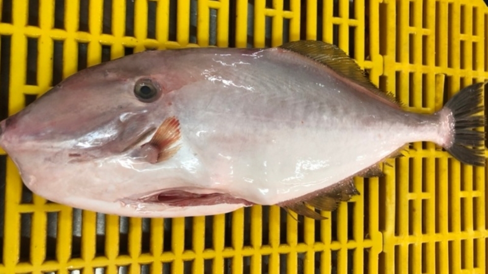 Cá da bò là cá gì? Tổng hợp các món ngon làm từ cá da bò