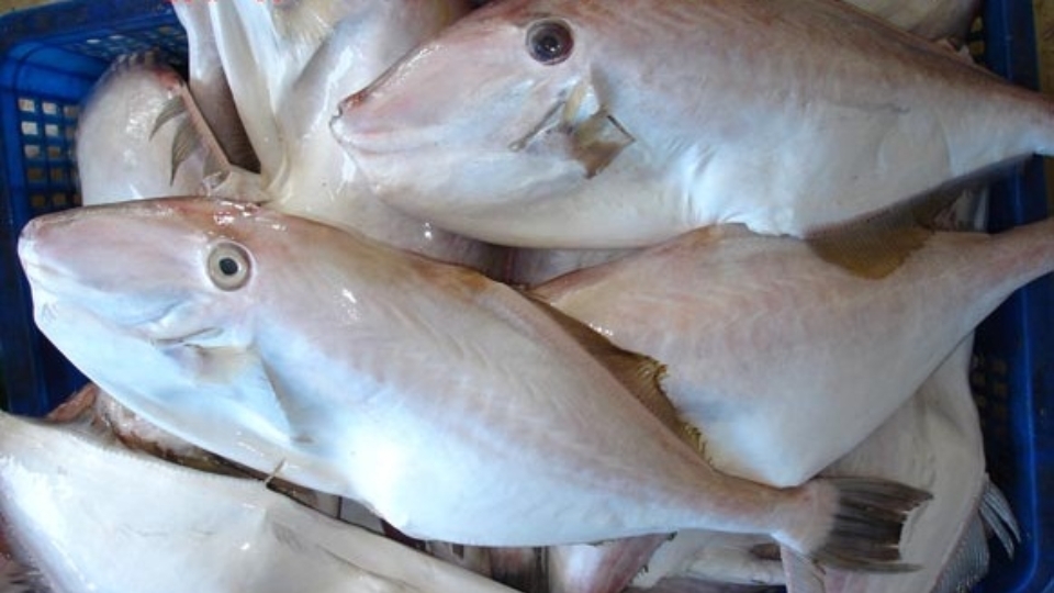 Cá da bò là cá gì? Tổng hợp các món ngon làm từ cá da bò