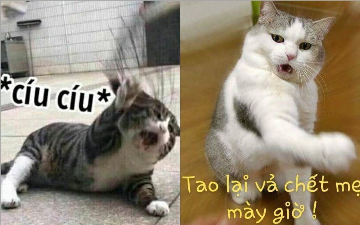 Tổng hợp 1001+ Meme Mèo dễ thương nhất, các Sen lưu ngay cho trẫm