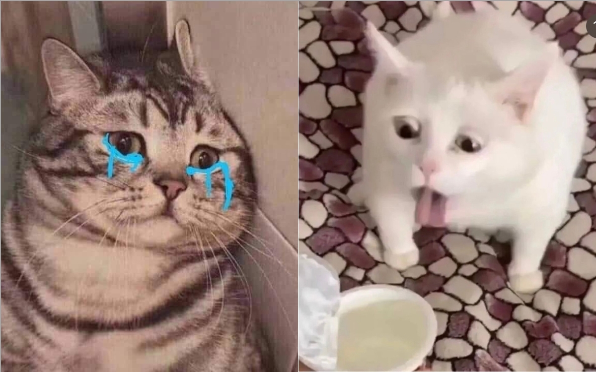 Tổng hợp 1001+ Meme Mèo dễ thương nhất, các Sen lưu ngay cho trẫm