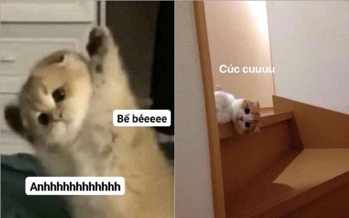 Tổng hợp 1001+ Meme Mèo dễ thương nhất, các Sen lưu ngay cho trẫm