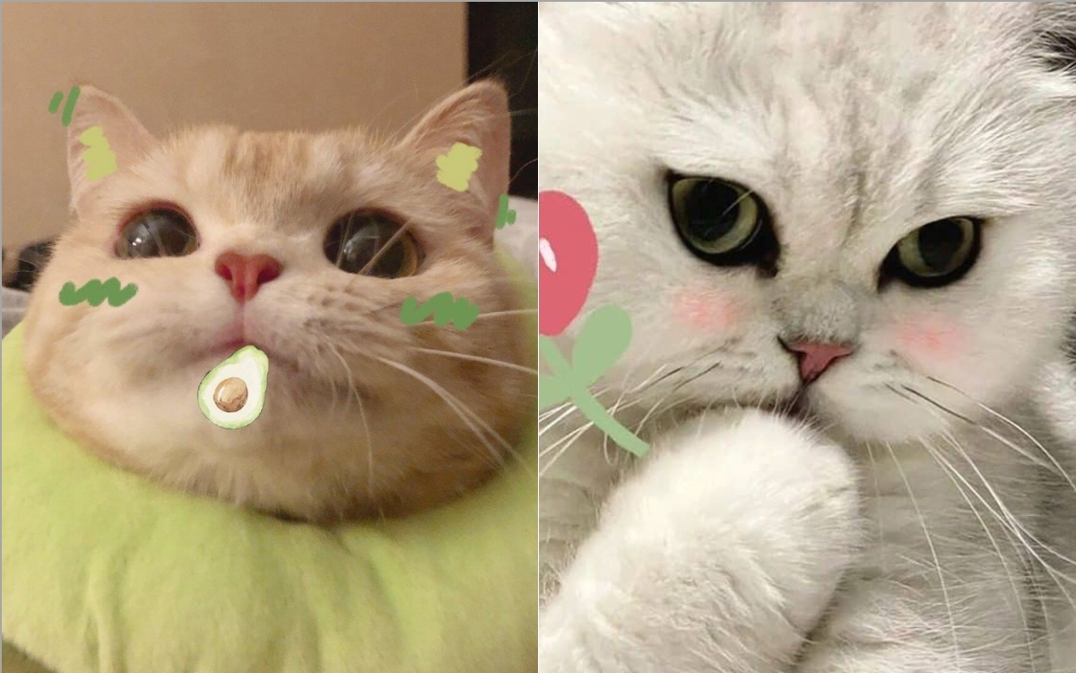 Tổng hợp 1001+ Meme Mèo dễ thương nhất, các Sen lưu ngay cho trẫm