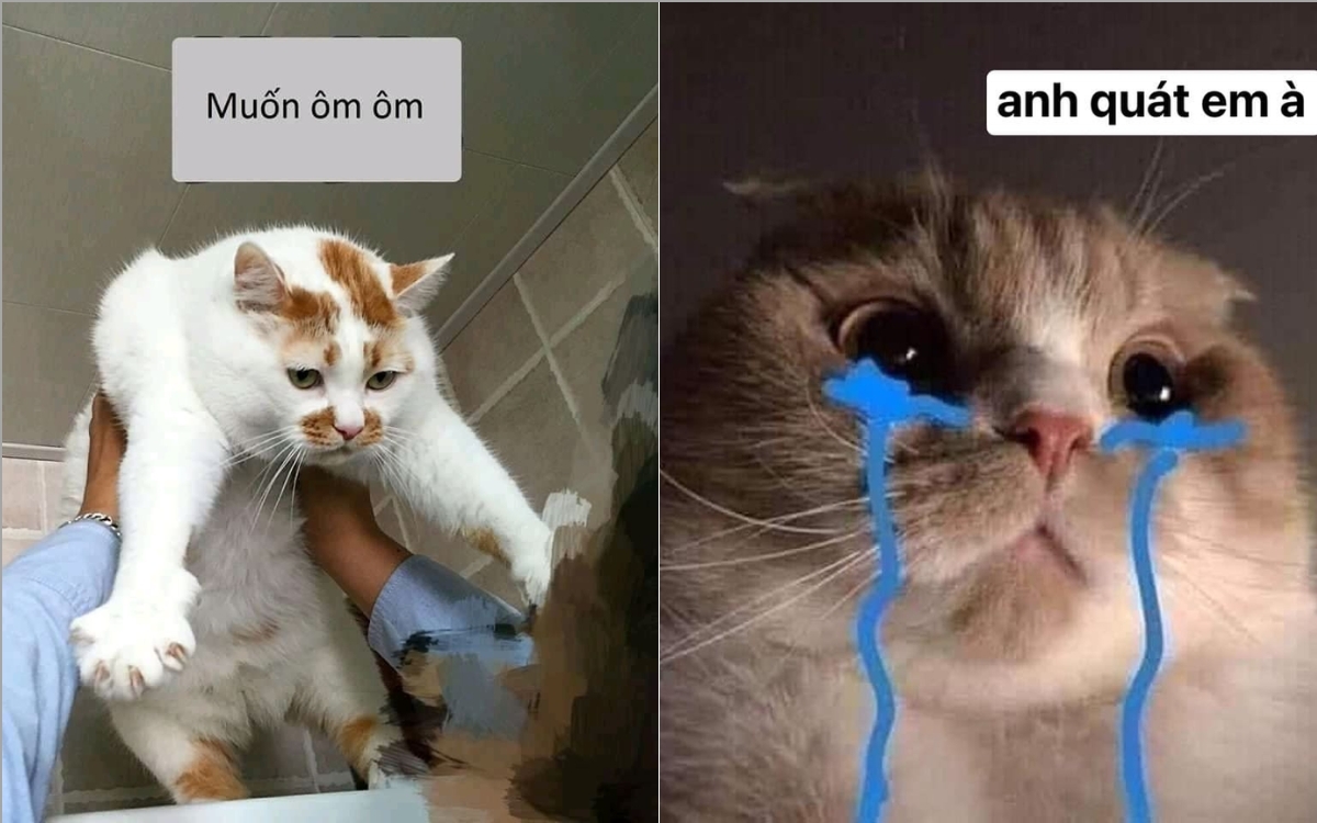 Tổng hợp 1001+ Meme Mèo dễ thương nhất, các Sen lưu ngay cho trẫm