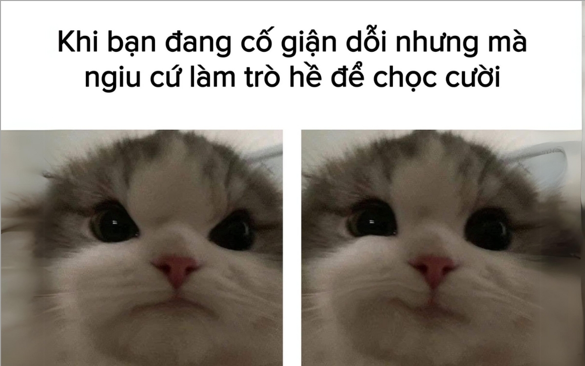 Tổng hợp 1001+ Meme Mèo dễ thương nhất, các Sen lưu ngay cho trẫm