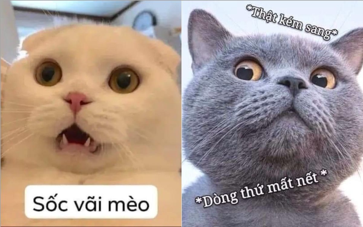 Tổng hợp 1001+ Meme Mèo dễ thương nhất, các Sen lưu ngay cho trẫm
