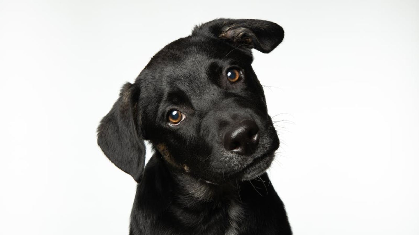 Tổng hợp 50+ hình nền con chó dễ thương, hài hước và ngầu lòi