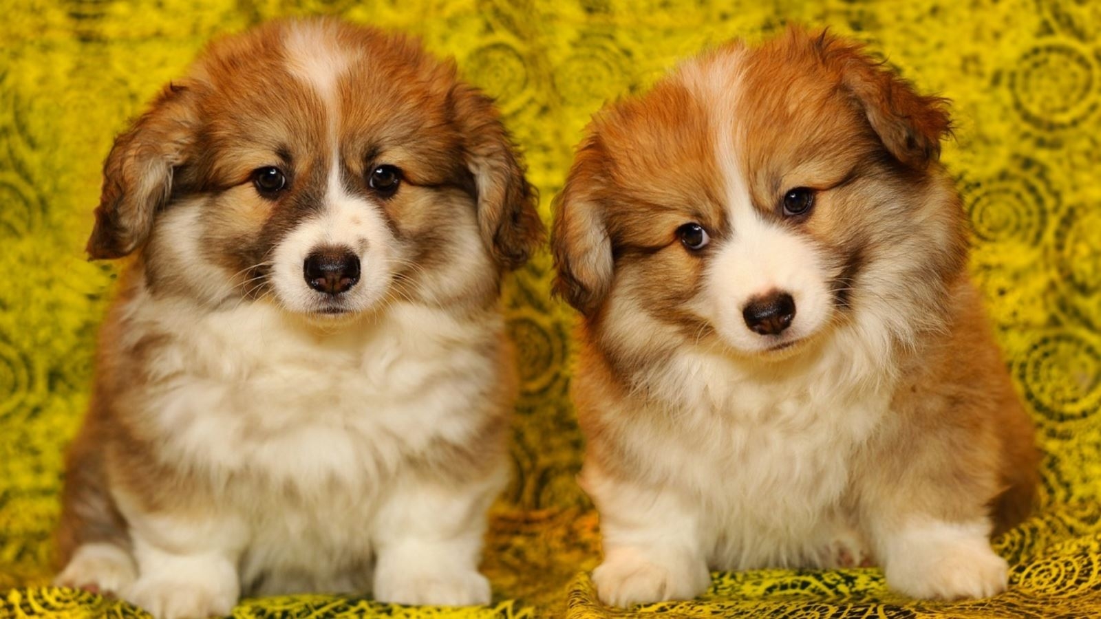 Tổng hợp 50+ hình nền con chó dễ thương, hài hước và ngầu lòi