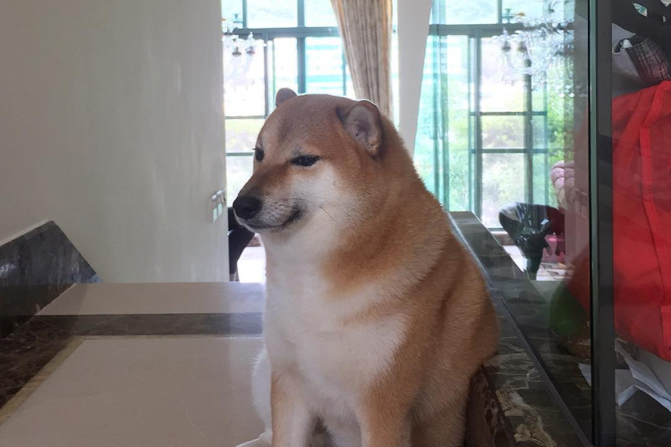 Cheems meme là gì? Tổng hợp các cheems meme hài hước nhất