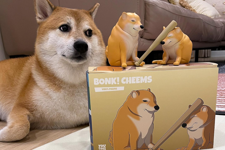 Cheems meme là gì? Tổng hợp các cheems meme hài hước nhất