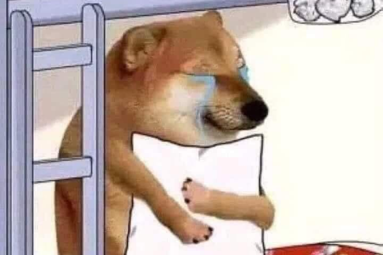 Cheems meme là gì? Tổng hợp các cheems meme hài hước nhất