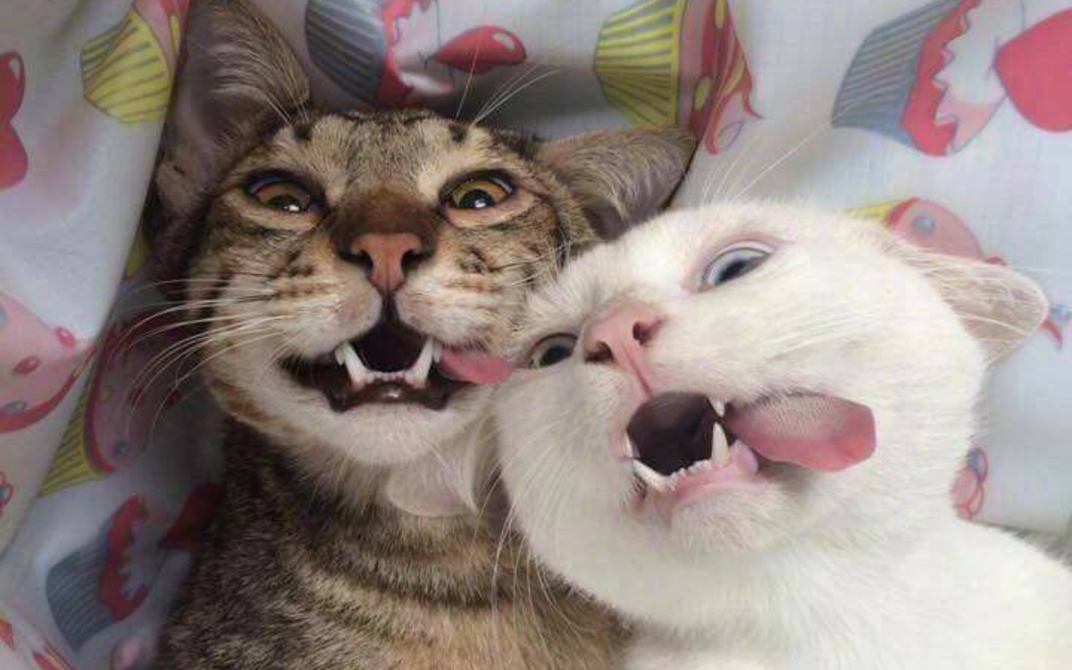 100+ ảnh meme mèo cười đểu, cười mỉm cute hài hước nhất 2024