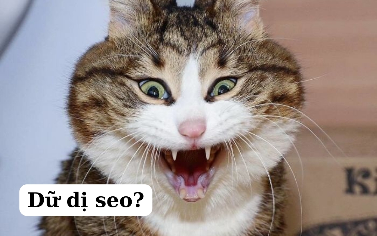 100+ ảnh meme mèo cười đểu, cười mỉm cute hài hước nhất 2024