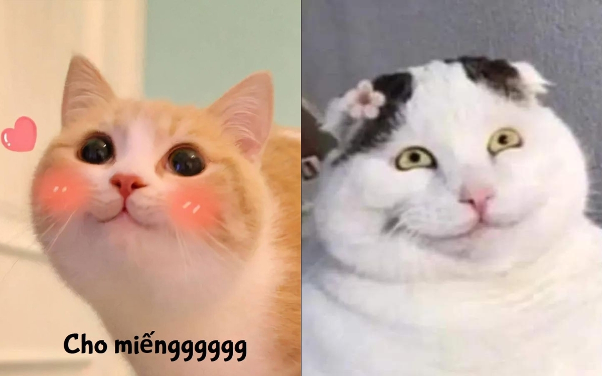 100+ ảnh meme mèo cười đểu, cười mỉm cute hài hước nhất 2024