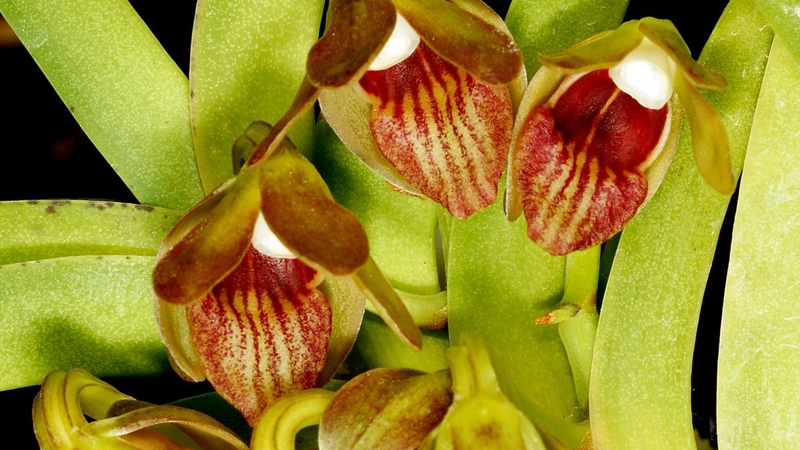 Lan Vanda: Hướng dẫn cách trồng và chăm sóc cây hiệu quả