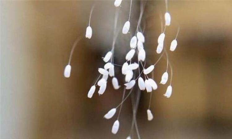 Hoa ưu đàm là gì? Sự thật về hoa ưu đàm 3000 năm mới nở 1 lần