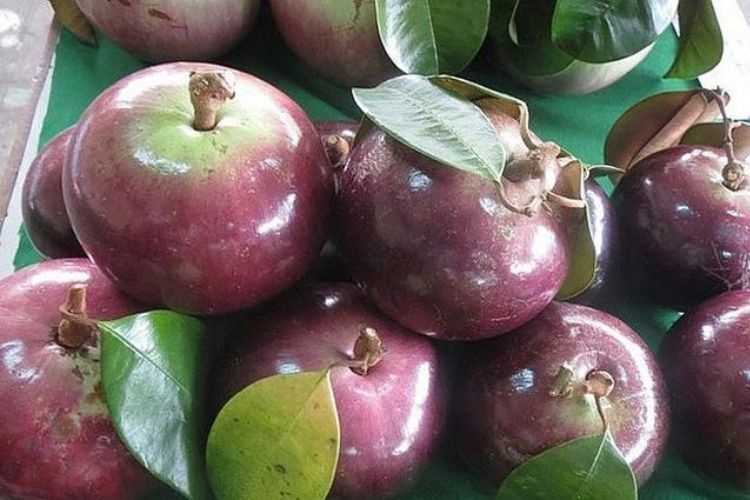 Cách ăn vú sữa chuẩn giúp ngon miệng và tốt cho sức khoẻ