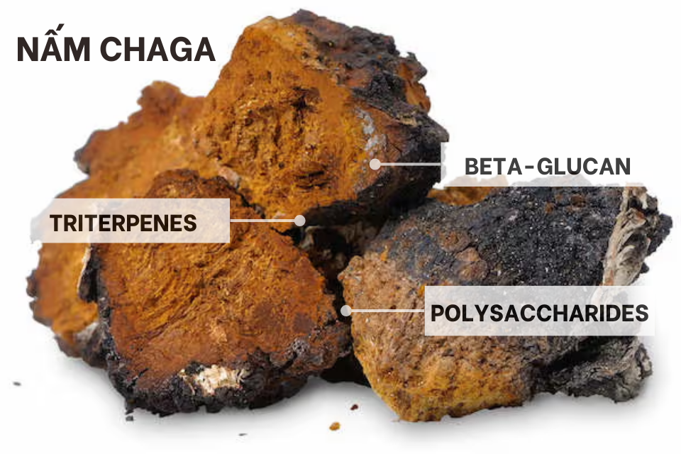 Tìm hiểu về nấm Chaga: Nguồn gốc, thành phần và những tác dụng